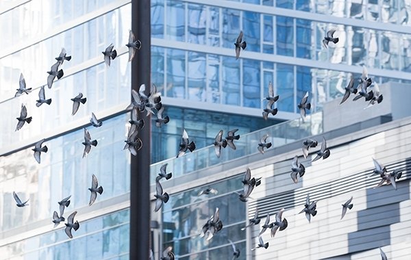 Deter Birds from Glass with Window Film – Tint Core